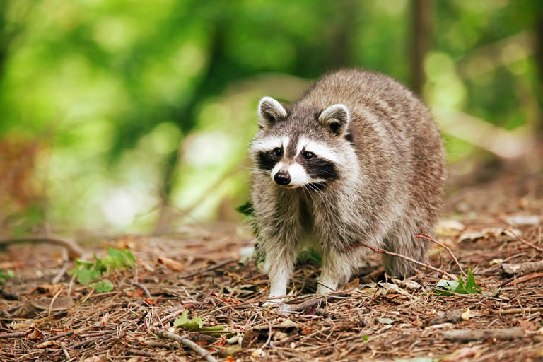 Raccoon tests positive for rabies in Bowie