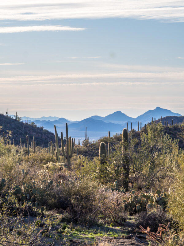 Saguaro National Park - How To Plan Your Visit