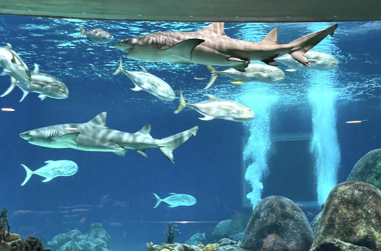 The best things to do in Scottsdale with kids (and Phoenix too)