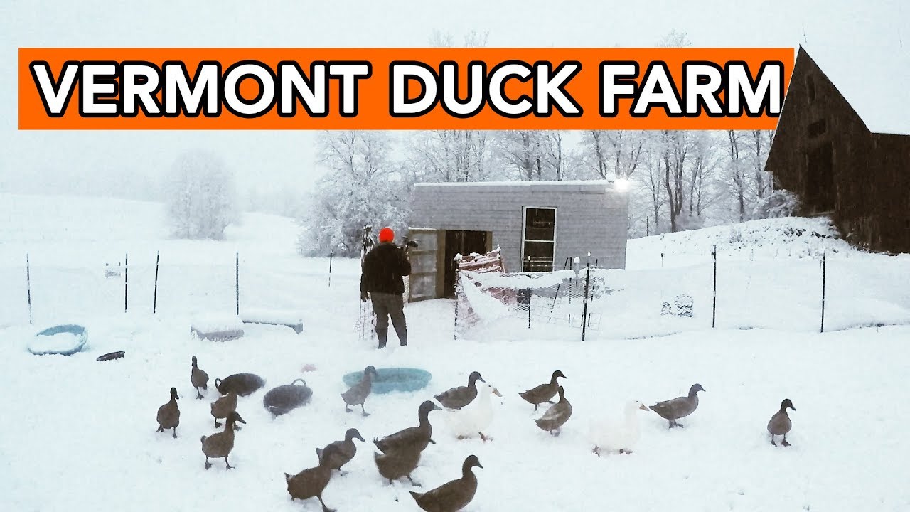 Tips for raising ducks successfully in the winter