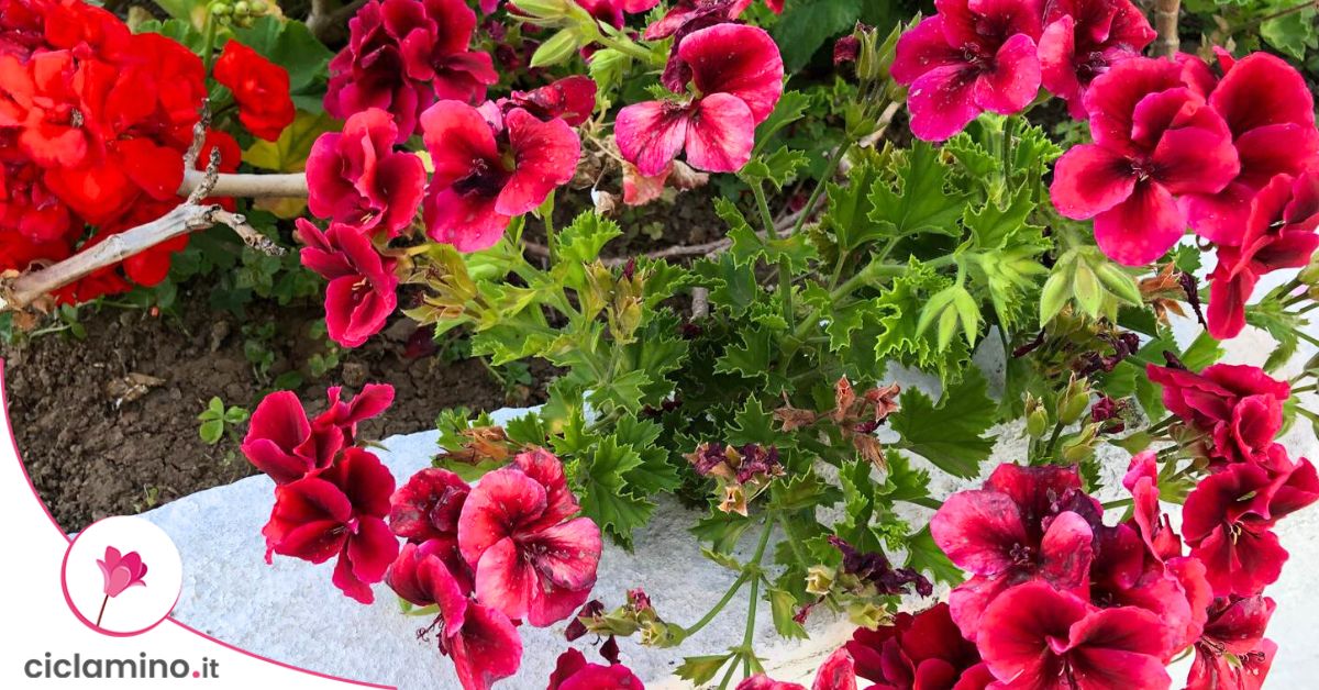 Quali sono i gerani che allontanano le zanzare?