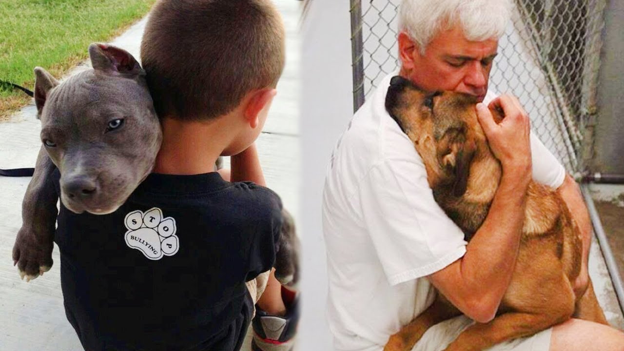 The unconditional love of dogs shows to their owners