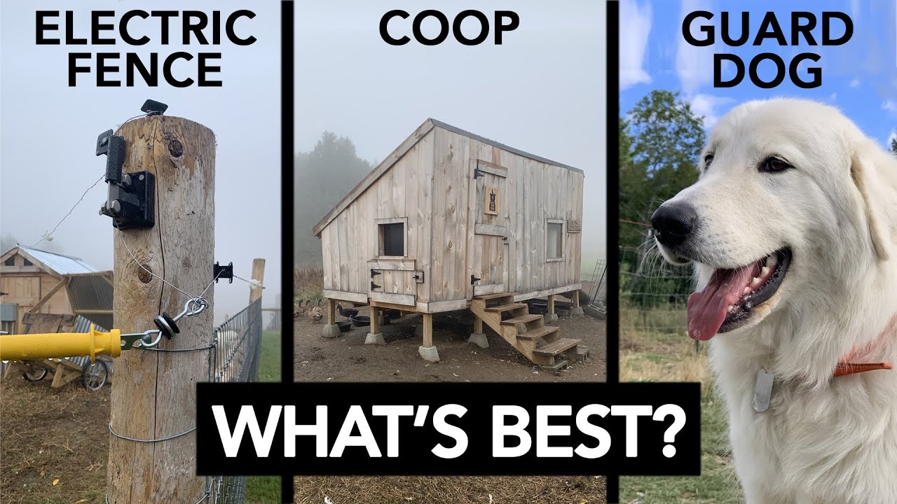 Best predator protection for chickens, ducks, and geese