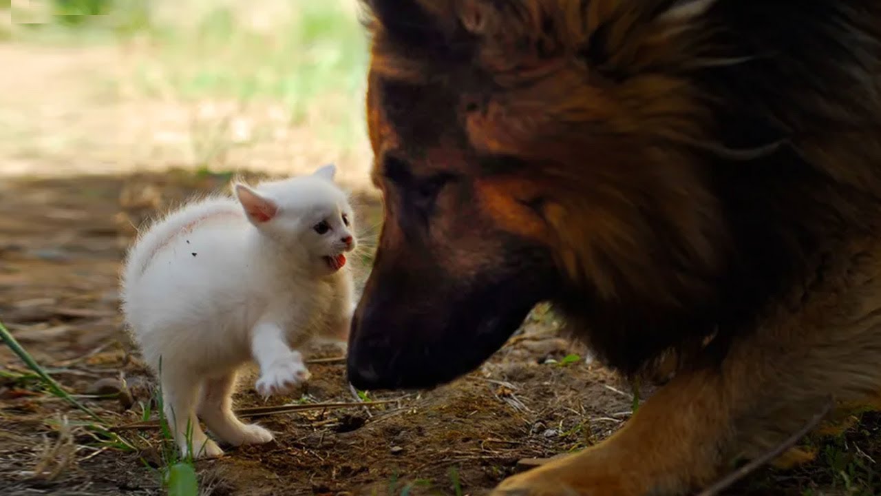 Funny cat and dog moments that never fail to amuse