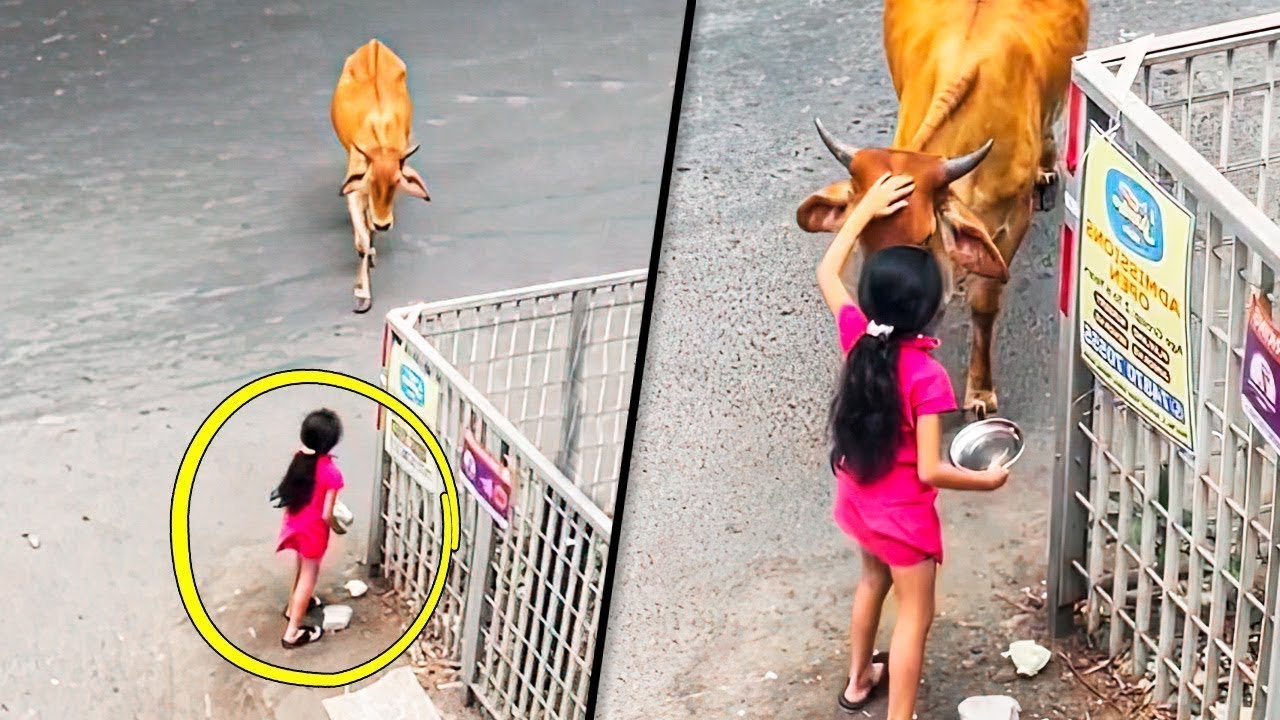 Real-life heroes save animals in trouble