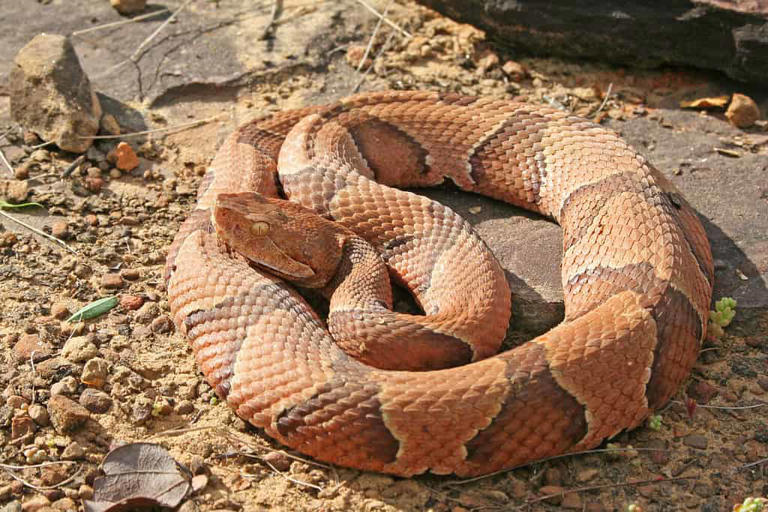Copperhead or Chicken Snake? This Is the Easiest Way to Tell the Difference