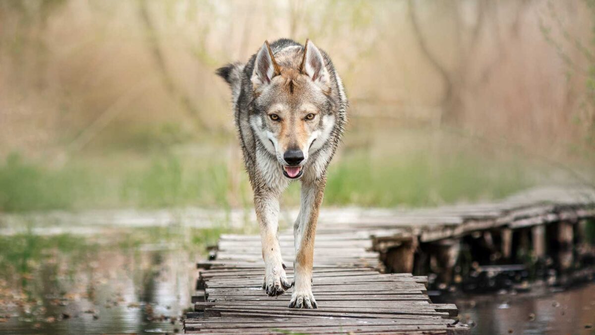15 Things Your Dog Does That Have Roots In Wolf Behavior