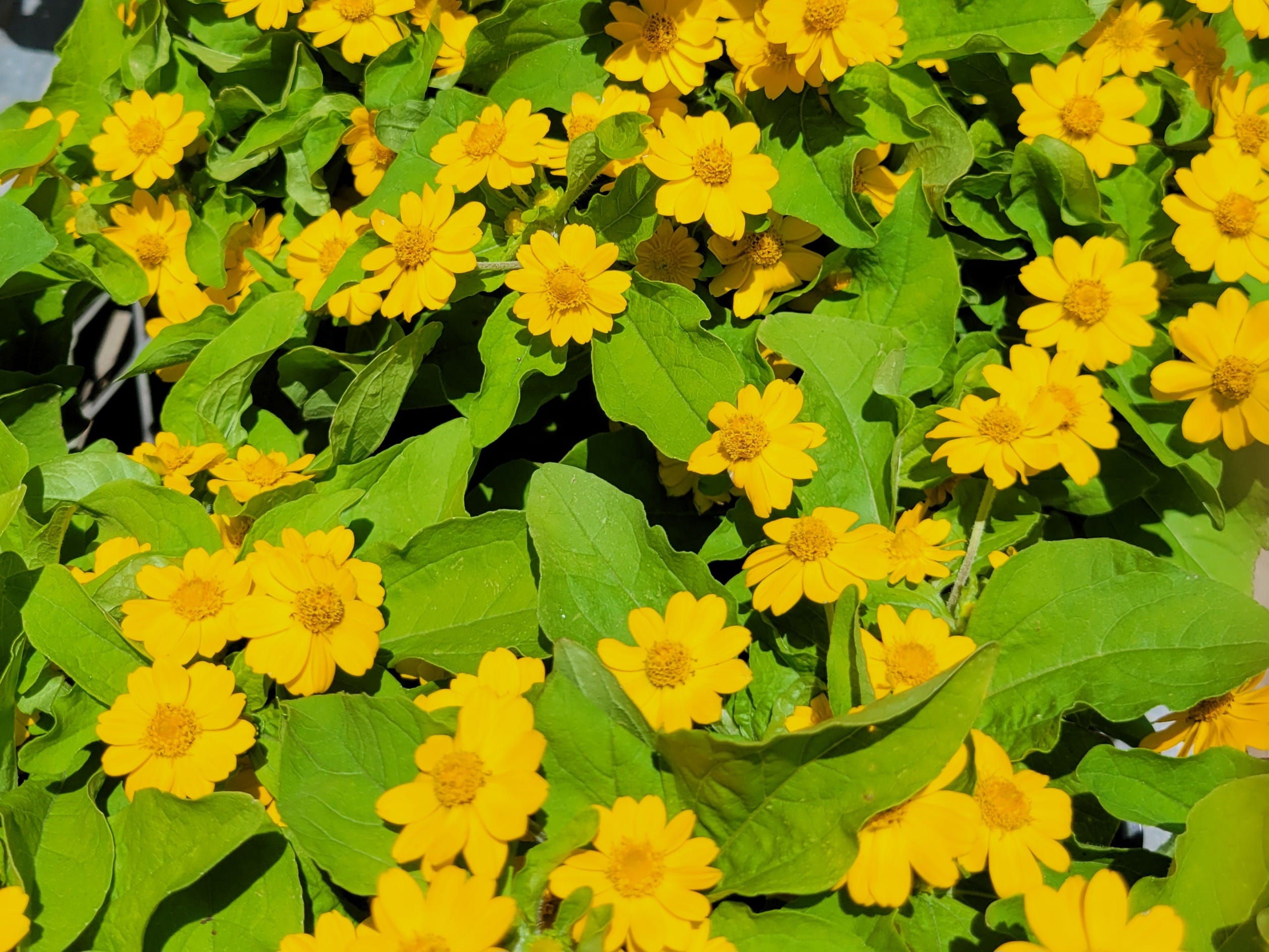 March: There's much to sow, mow, shop for and enjoy this month in ...