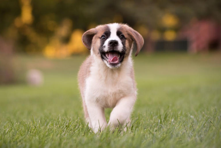 Which Dog Breeds Are the Smartest? Find Out Here