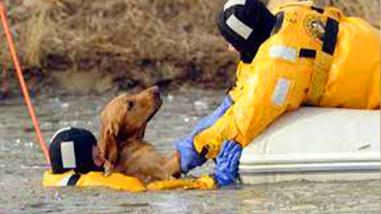 Humans perform simple acts today that help animals
