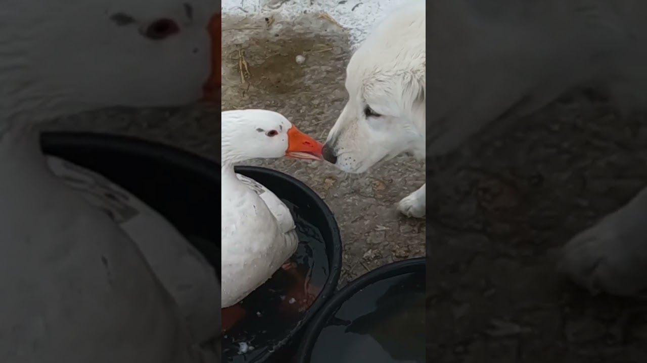 Building a Bird Hatchery: Animals Bring Chaos