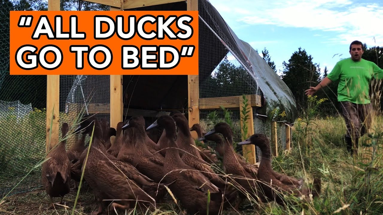 How One Farmer Trains Ducks to Return Home at Night