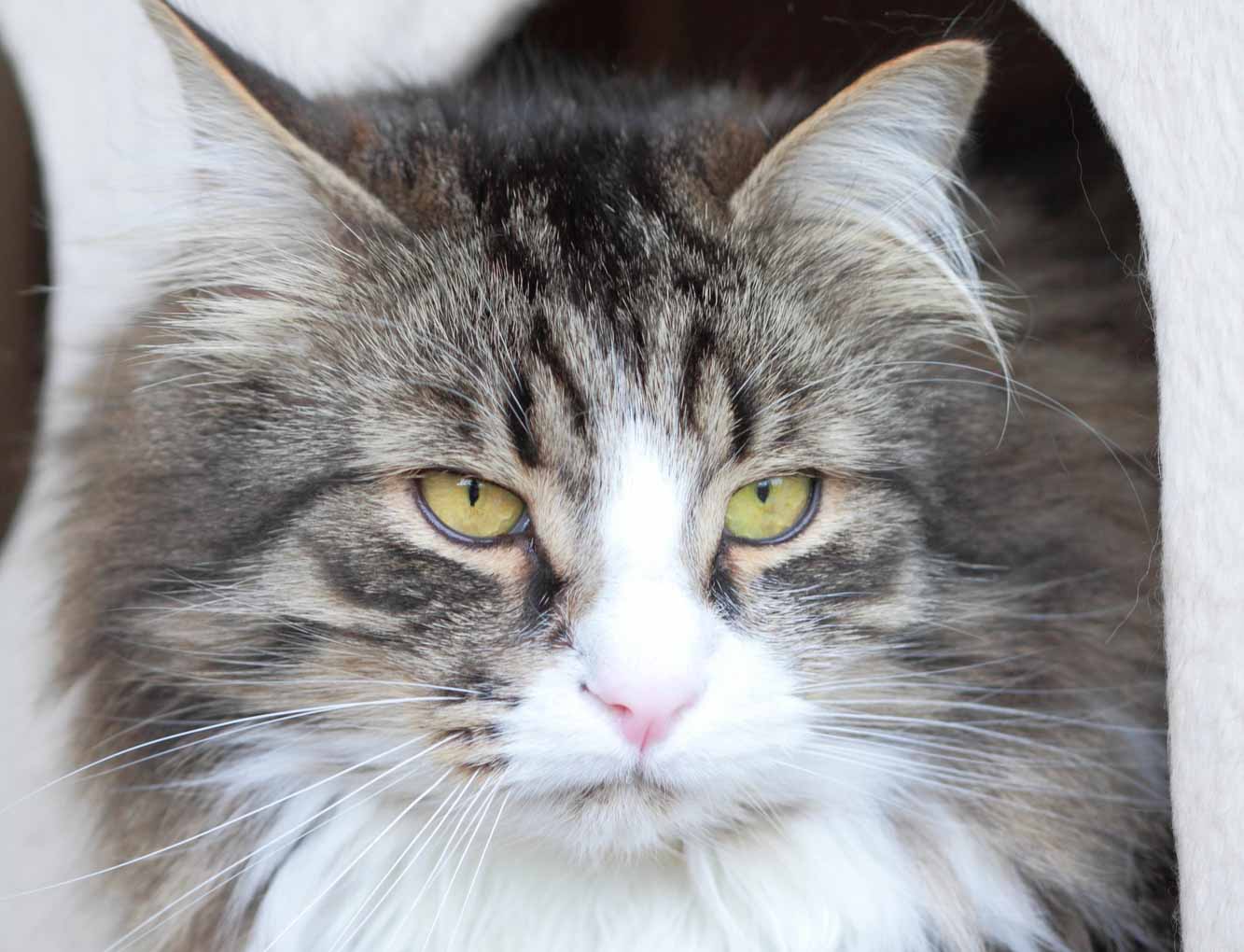 The Incredible Truth About Cat Memories – How Long Do They Really Remember