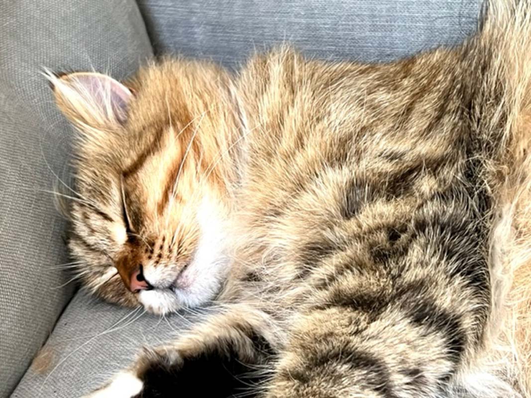 Is your cat sleeping all day? Here’s when to worry and when not to