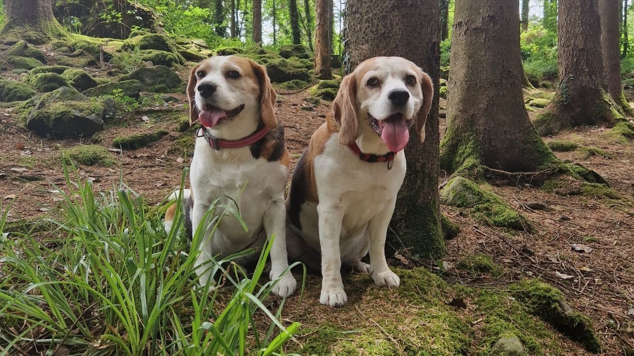 Dogs' Crimes You Have to See