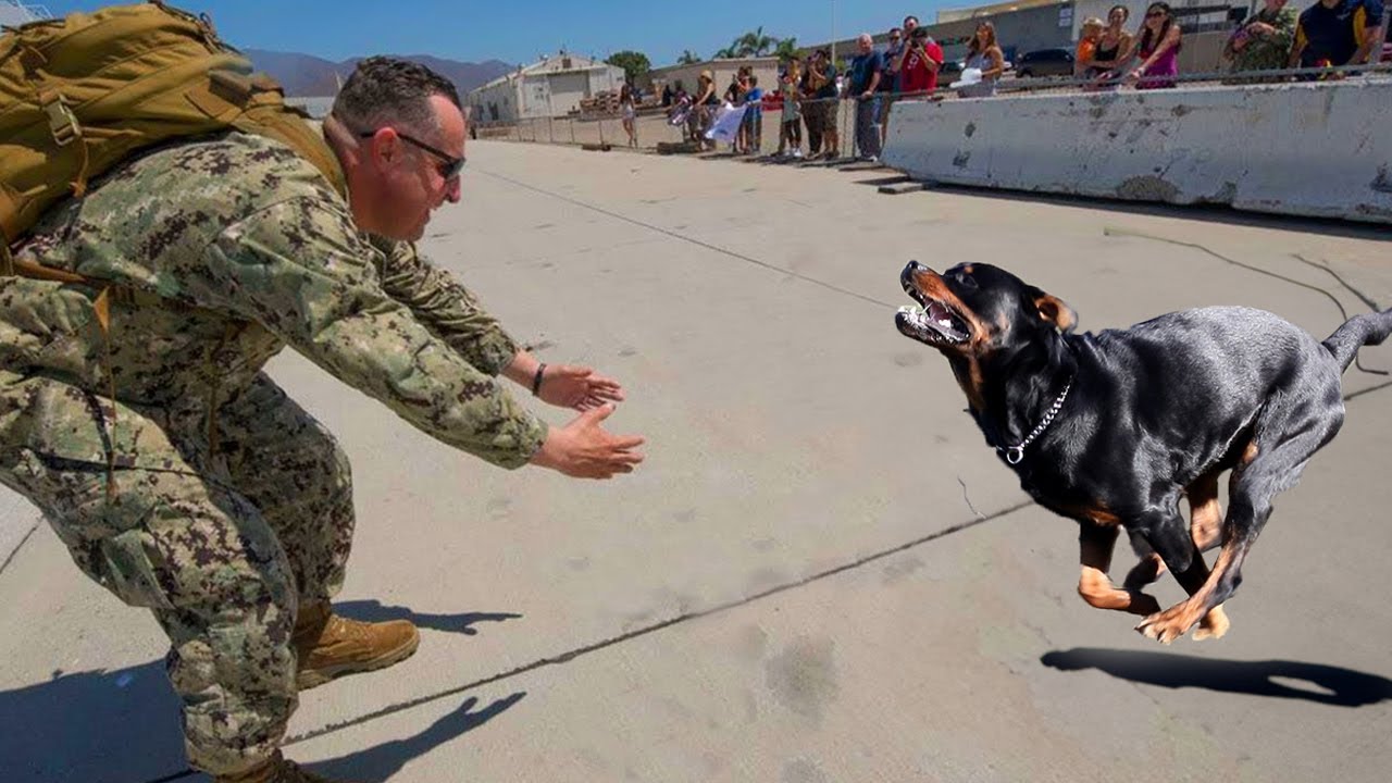 Emotional Animal Reunions With Owners Melt Hearts Everywhere