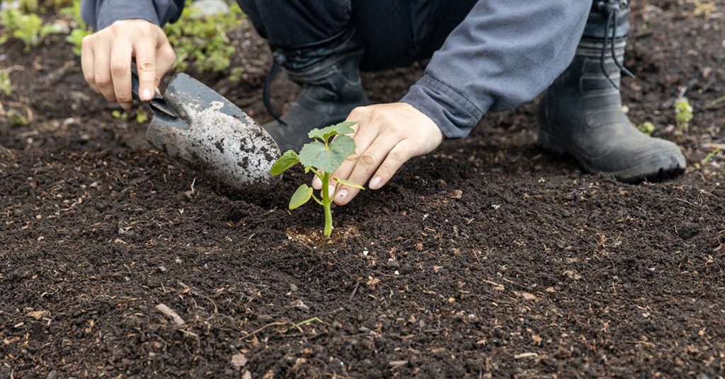 10 Gardening Tips For Growing Full And Nutritious Parsnips