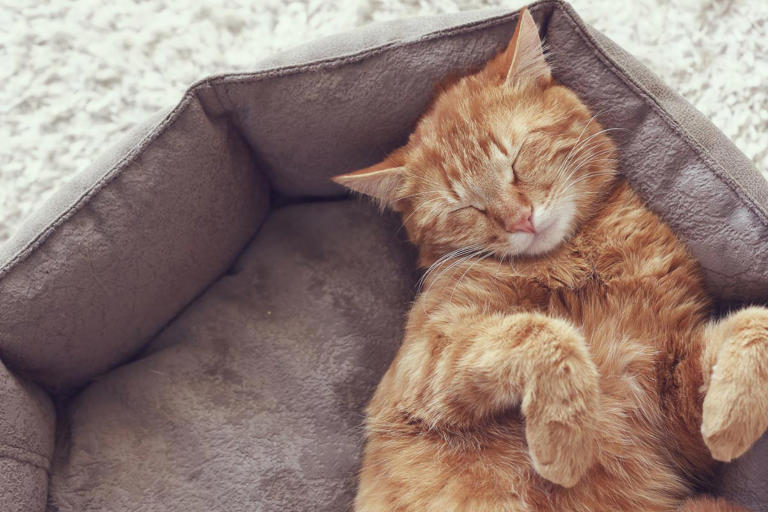 19 Most Common Cat Sleeping Positions and What They Mean