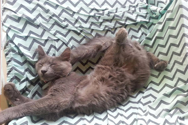 19 Most Common Cat Sleeping Positions and What They Mean