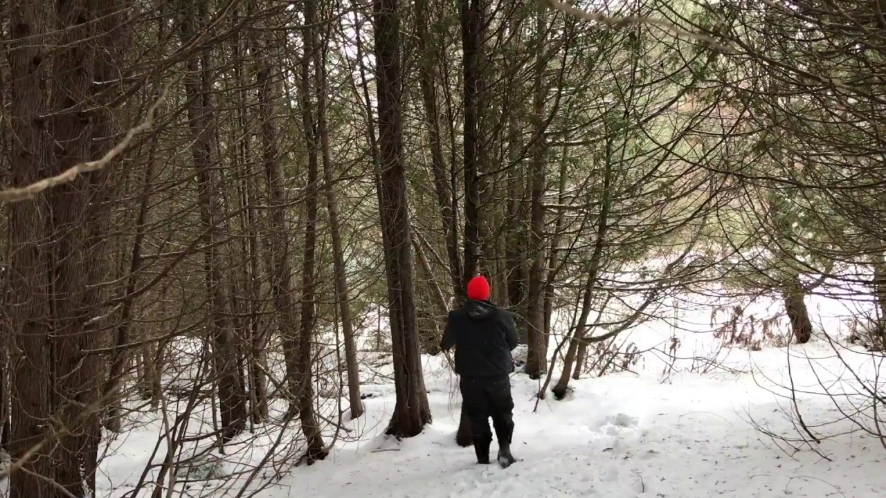 Chopping down a cedar tree for farm use