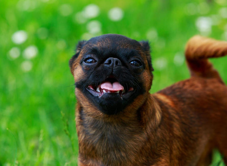 Happy Dogs: These are the 10 happiest breeds of adorable sure to bring ...