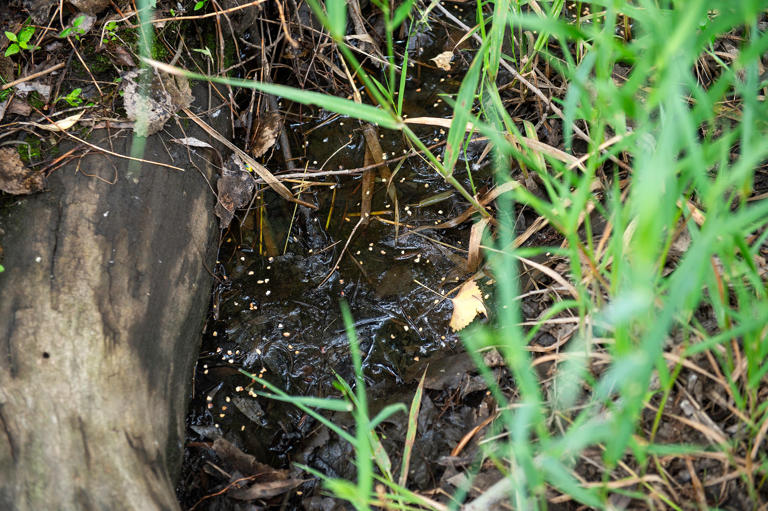 Mosquito spraying scheduled in central Fort Collins due to West Nile virus