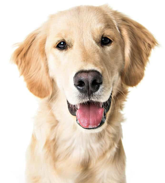 Discover 5 perfect dog breeds for first-time owners