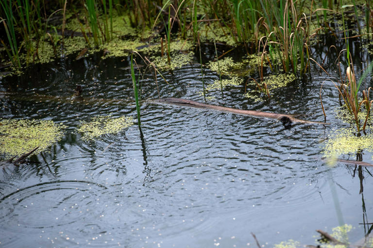 Mosquito spraying scheduled in southeast Fort Collins as West Nile ...