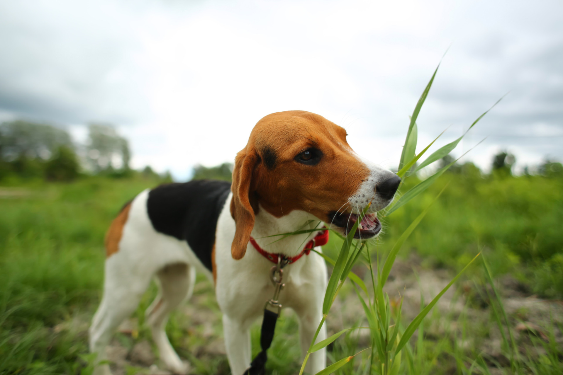 Um ano de cachorro equivale a sete anos humanos? Errado ...