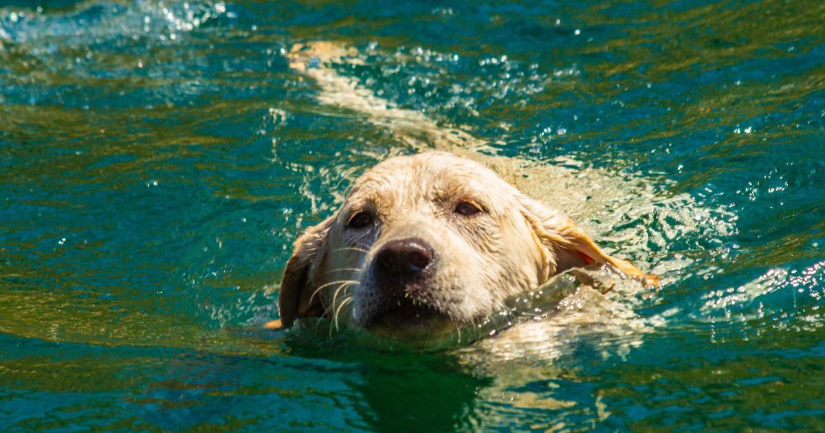 Dog Dies After Swim in Texas Lake, Toxic Algae Warning Issued Dog Dies After Swim in Texas Lake, Toxic Algae Warning Issued