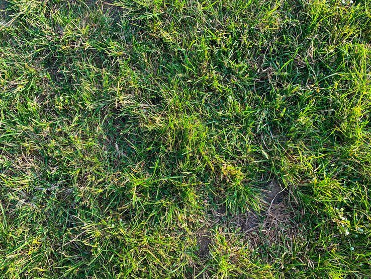 Rasen sanden: Welches Material ist im Garten am besten geeignet?