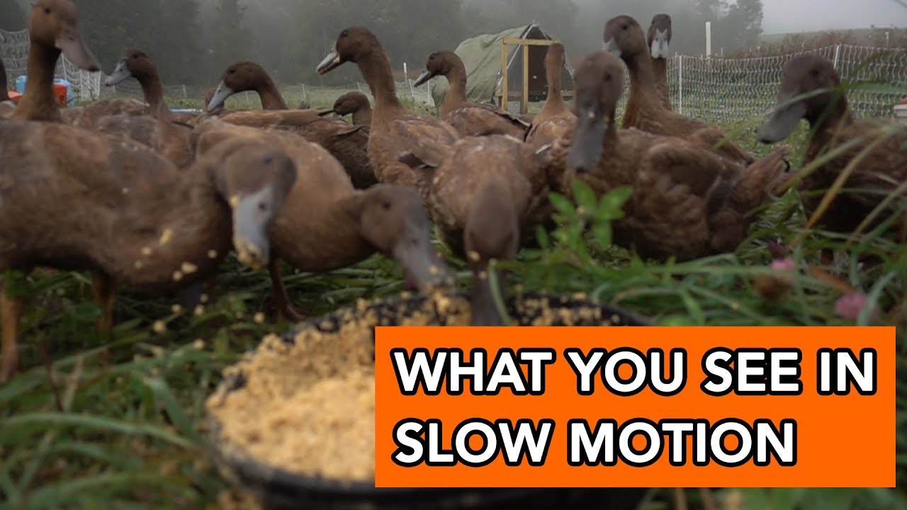Watching ducks swim and play in slow motion