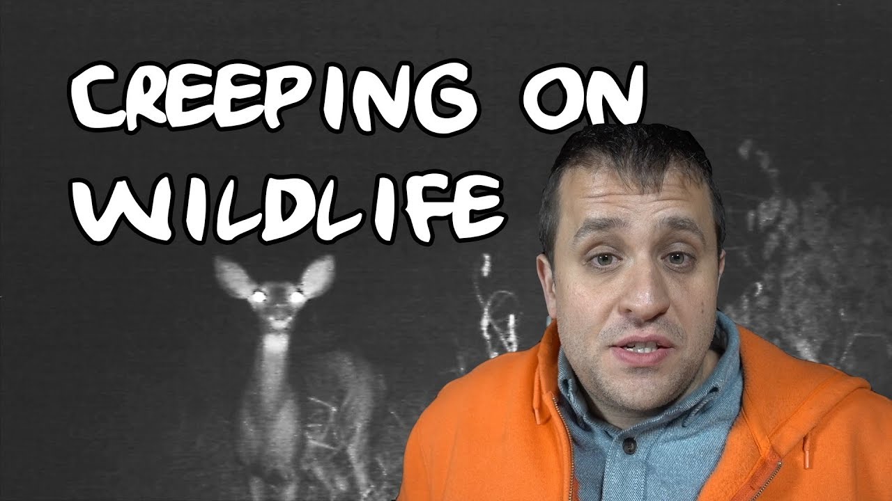 Amazing wildlife footage reveals secret animals on Vermont trail cameras