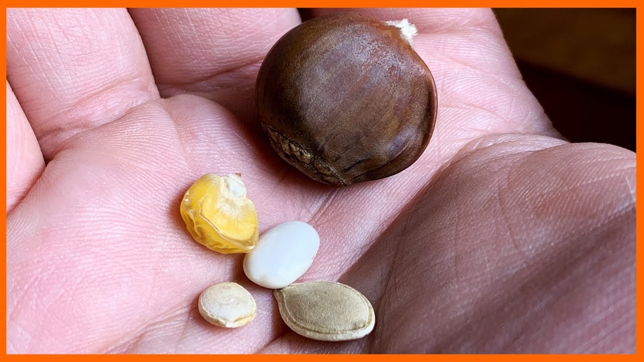 Essential seeds every gardener should include in their garden plan