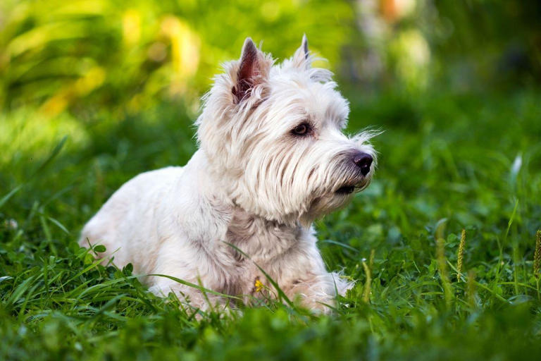 Dogs For The Elderly: Here are the 10 perfect breeds of adorable dog ...