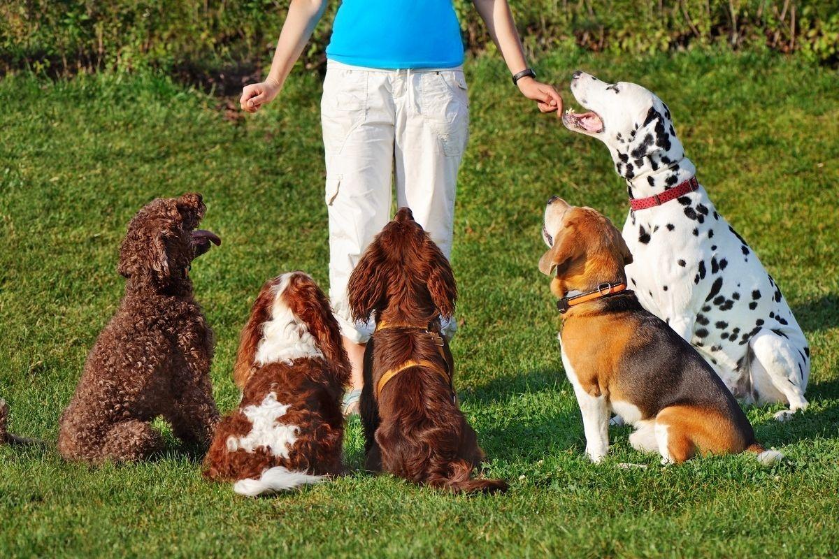 Obedient Dogs 2025: Theseare the 10 breeds of adorable dog likely to ...