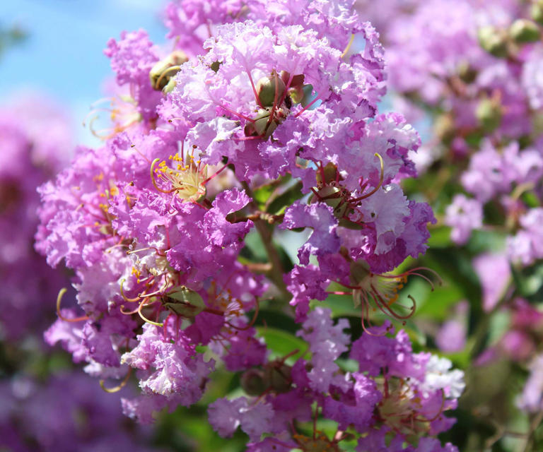 How to grow crepe myrtle in pots – and transform even the smallest of ...