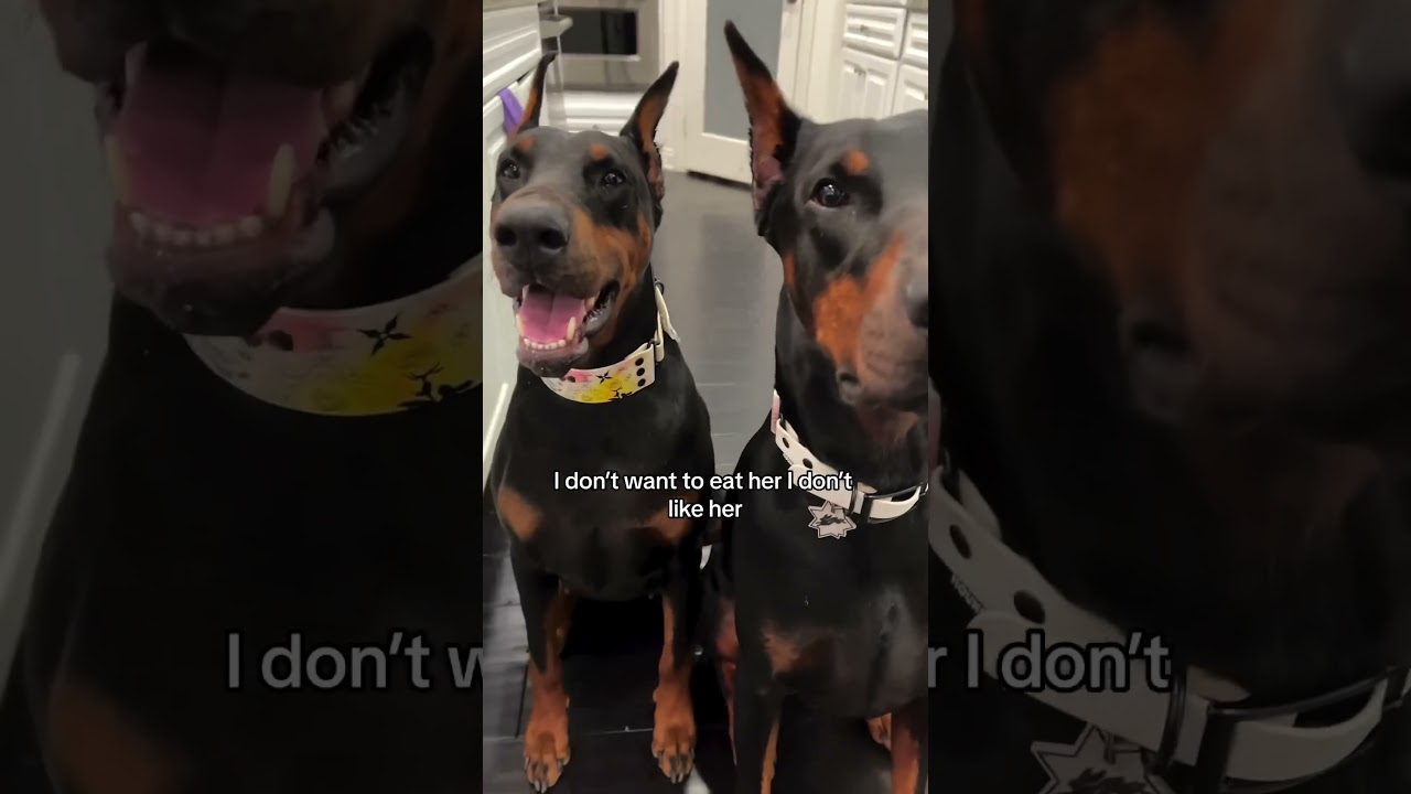 Beware the tiny dog demons that make them bite each other