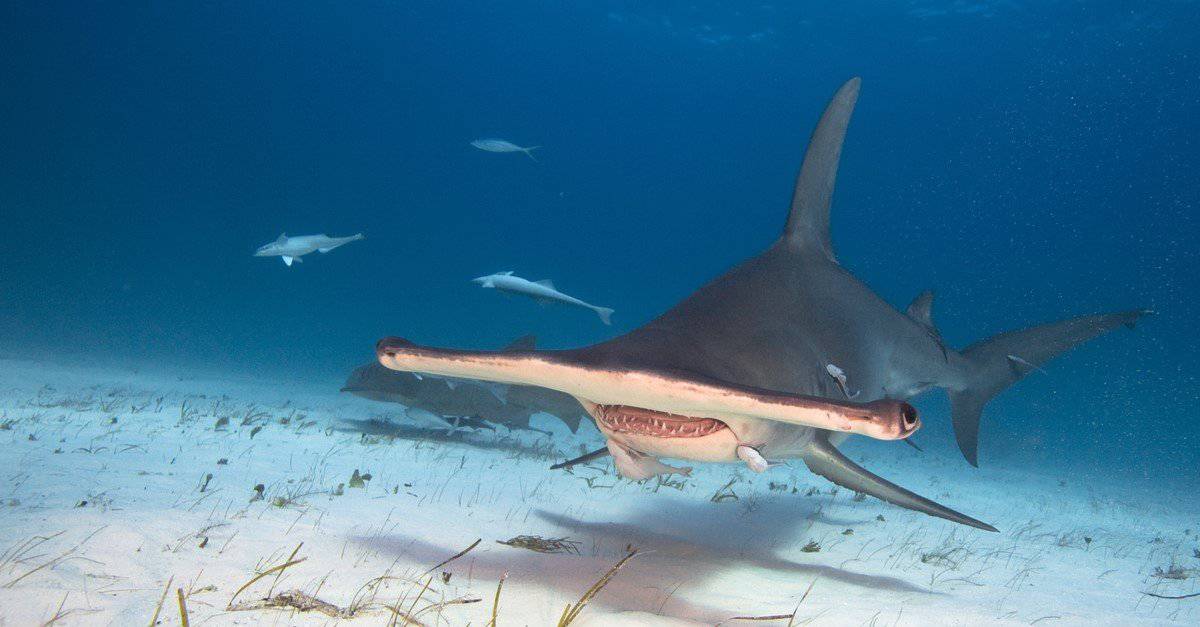 Sharks in Destin, Florida: Types, Past Attacks, and More