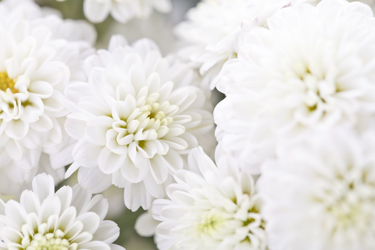 55 Best White Flowers for Your Garden