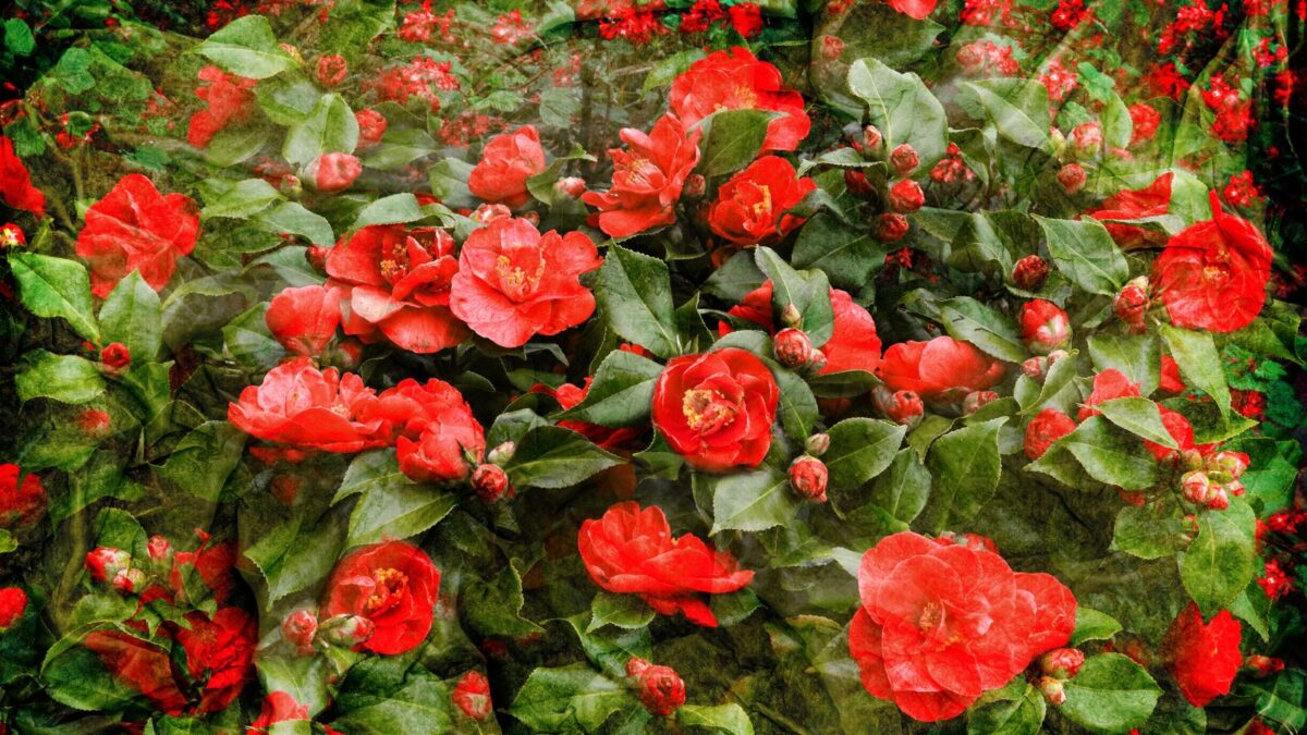 9 Beautiful Red Flowering Shrubs That Make Your Landscape Pop