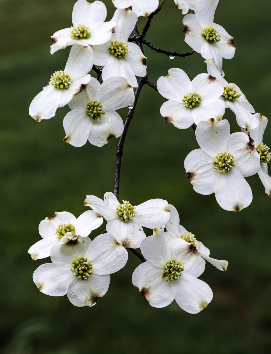 55 Best White Flowers for Your Garden
