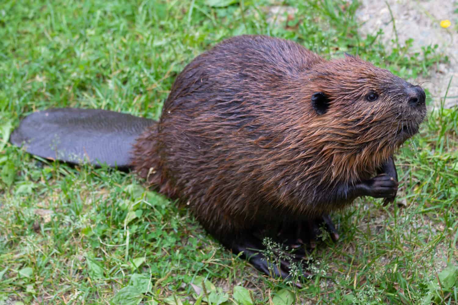The U.S. States With the Highest Beaver Populations