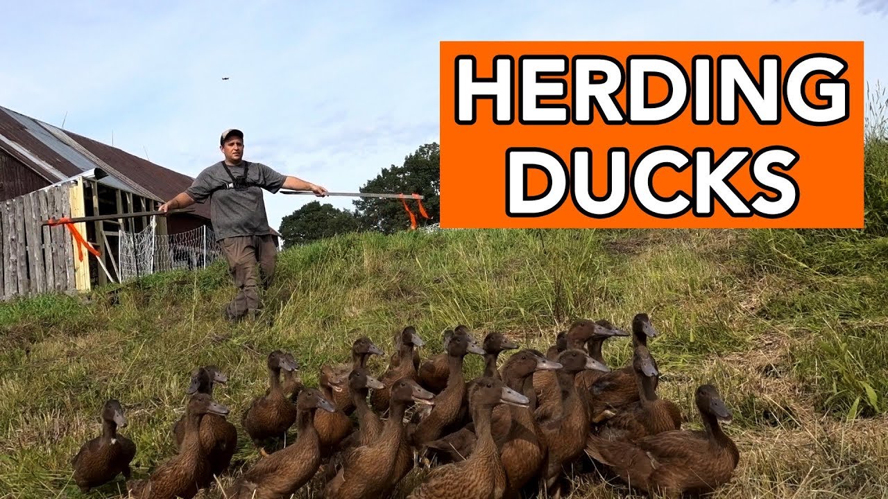 Duck Herding 101