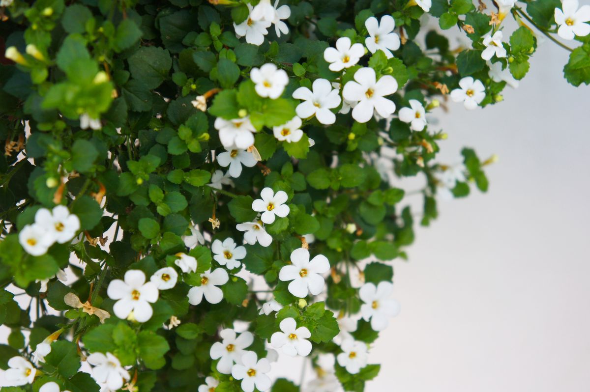 55 Best White Flowers for Your Garden