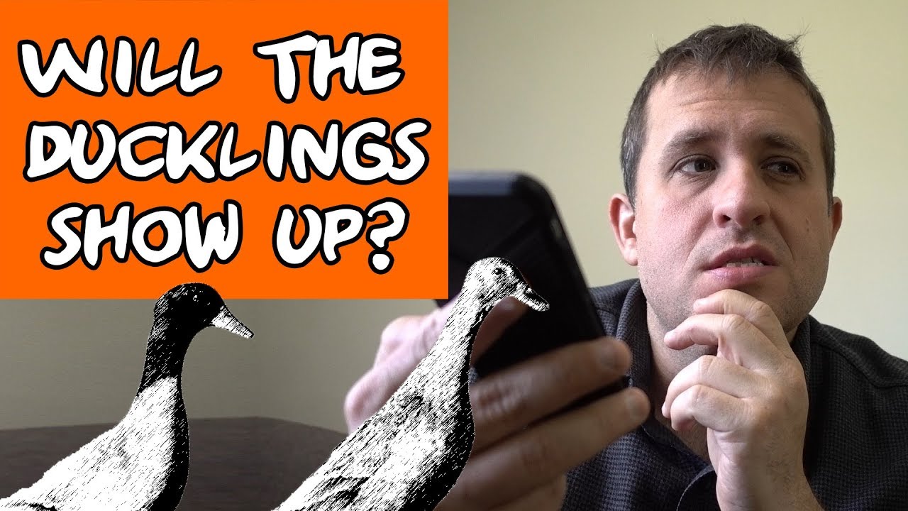 Duck Problems with Meyer Hatchery