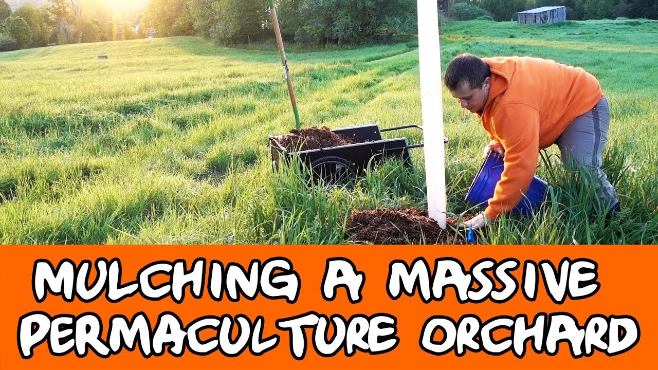 How to mulch a 600-tree permaculture orchard