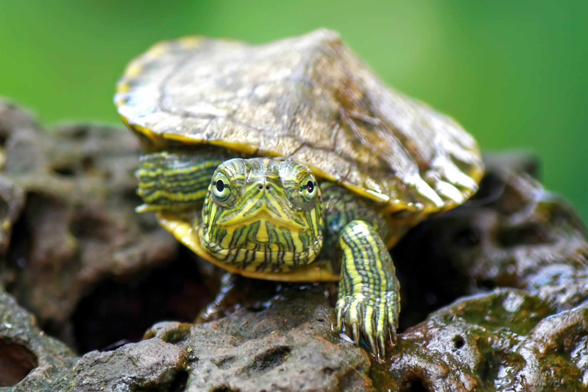 Terrific tidbits about turtles and tortoises