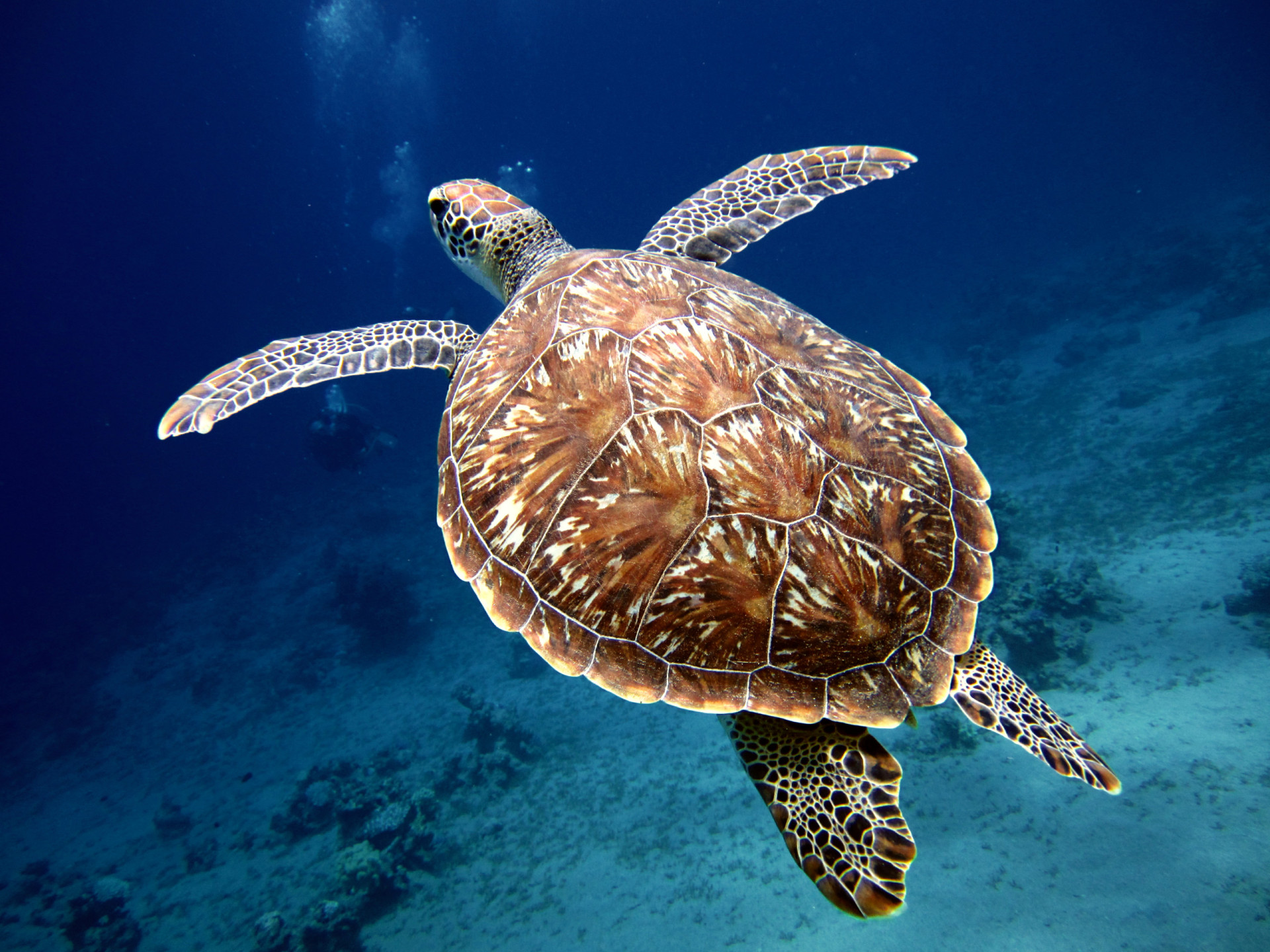Terrific tidbits about turtles and tortoises