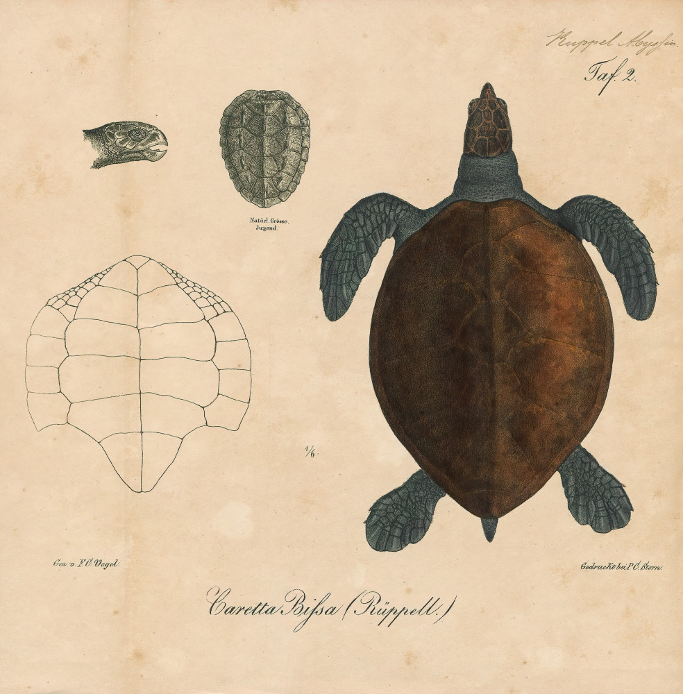 Terrific tidbits about turtles and tortoises